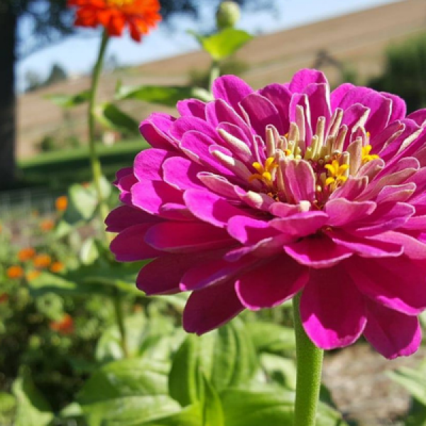 Miss Effie’s Flower Farm: An Outdoor Delight | Visit Quad Cities