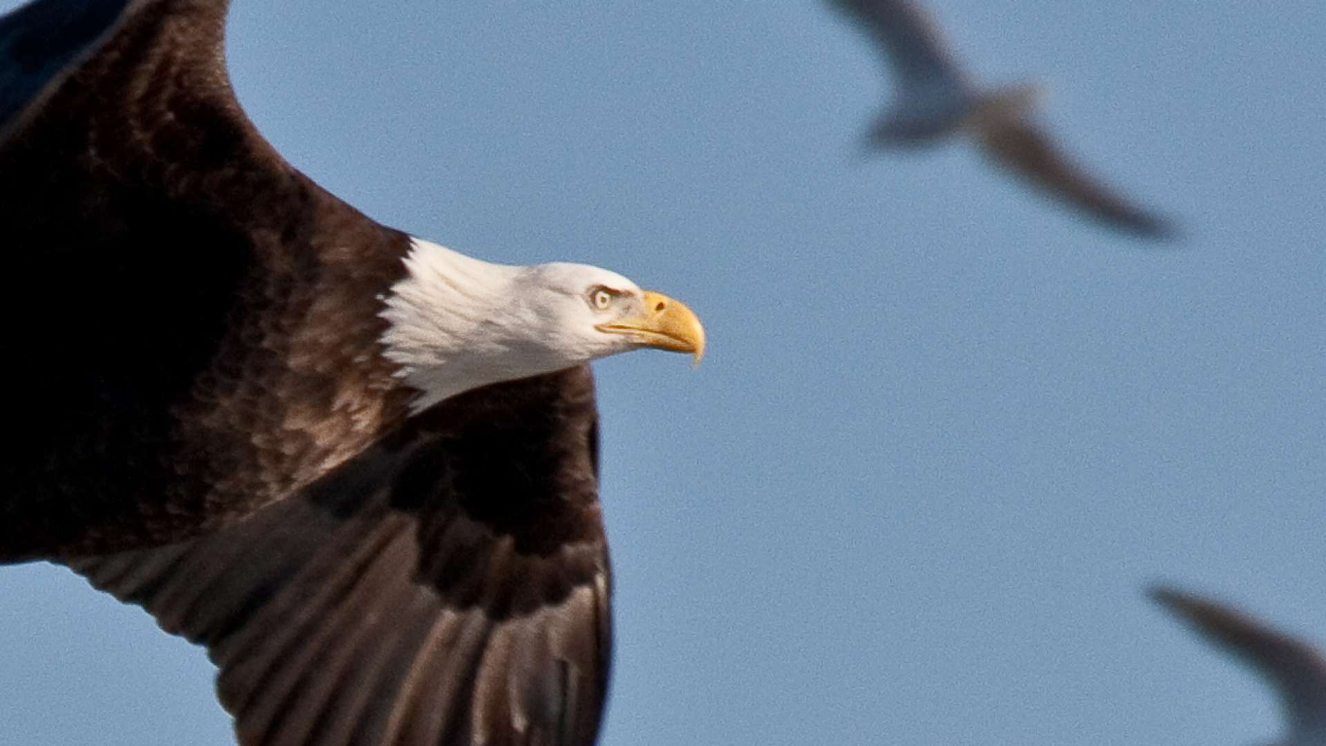 Bald Eagle Watching | Visit Quad Cities